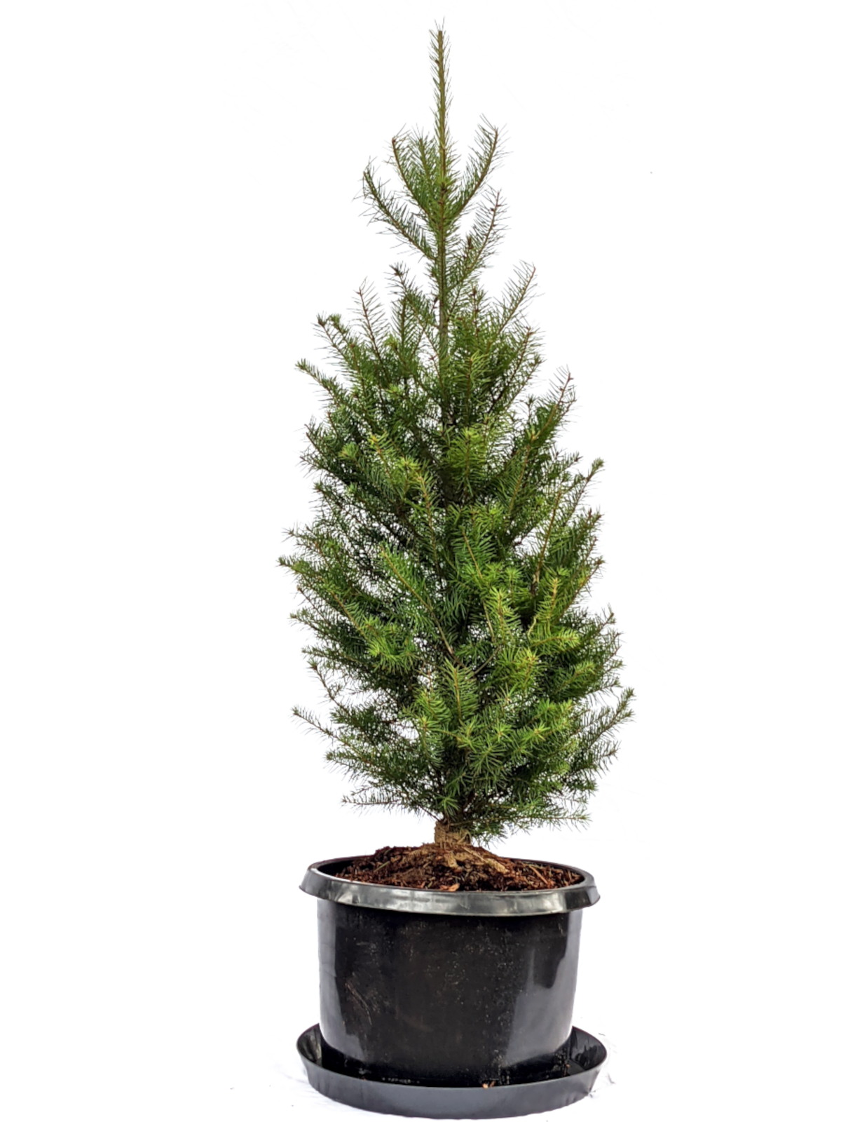 Shop - RentXmasTree.comRentXmasTree.com