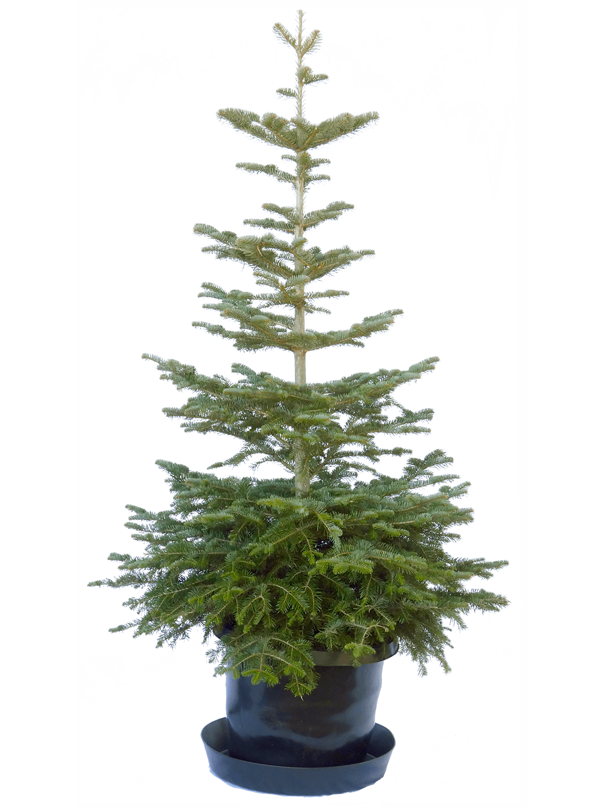 Tiered Nordmann FirRentXmasTree.com