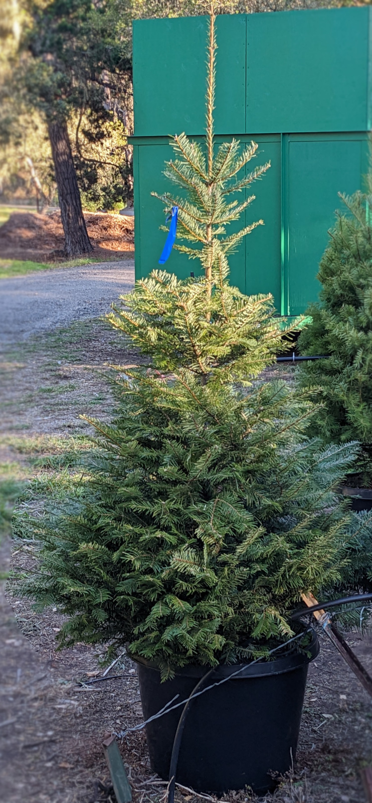 Grand FirRentXmasTree.com